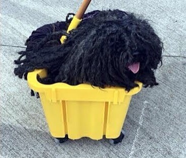 Joke of the day – MOPe around | New Bloggy Cat [NBC]