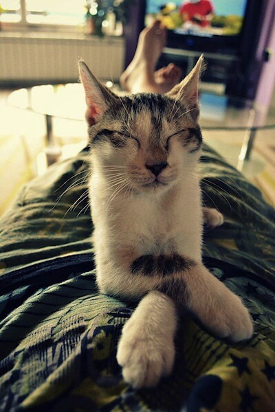 Joke of the day – I’m ohm | New Bloggy Cat [NBC]